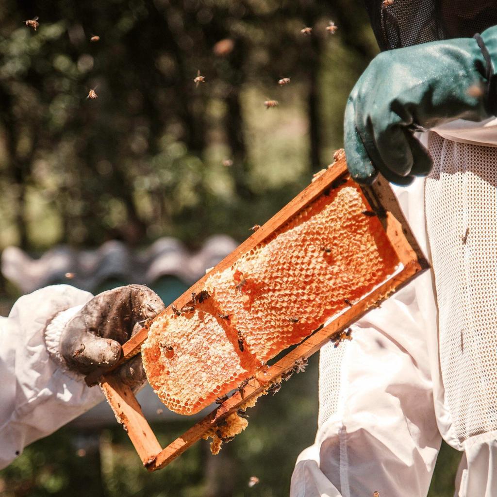 Favos de Mel Iraê Mel