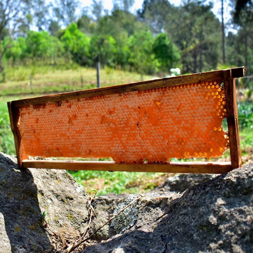 Favo de Mel "in-natura" - Quadro de Madeira (Melgueira