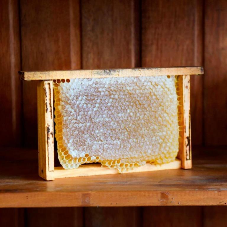 Favo de Mel Natural: 100% Puro direto do apiário. Mel.com.br